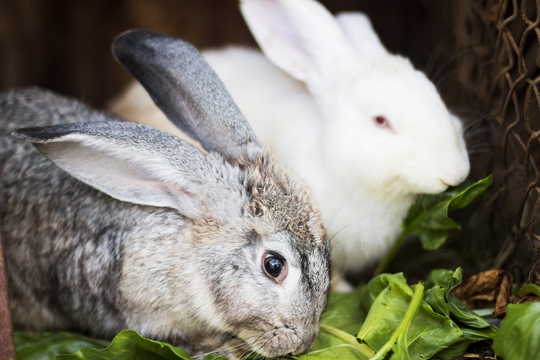 Le lapin et son alimentation – Clinique vétérinaire des Passages – UNIVET